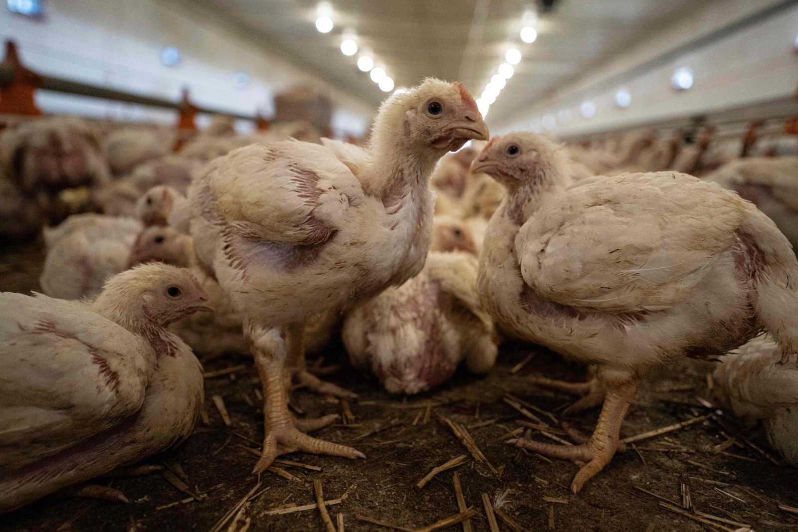 Raport nou: Peste un miliard de pui de carne beneficiază de măsuri de ...